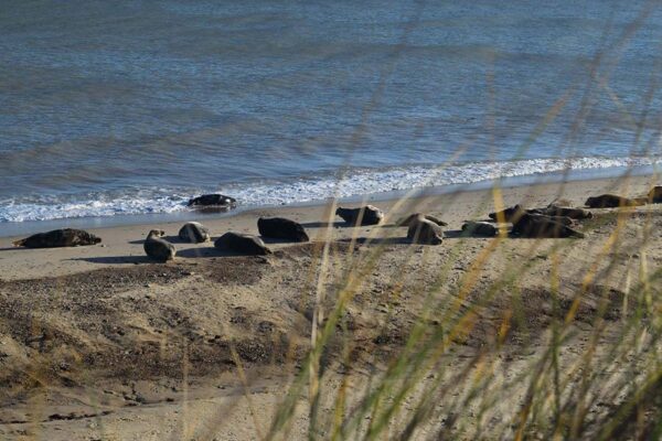 Visit Horsey Seals on the Norfolk Coast – A Guide