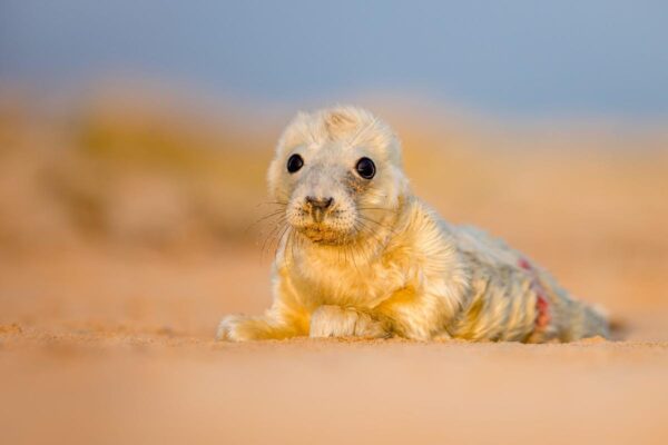 Visit Horsey Seals on the Norfolk Coast – A Guide