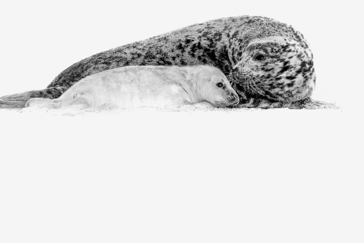 Visit Horsey Seals on the Norfolk Coast – A Guide