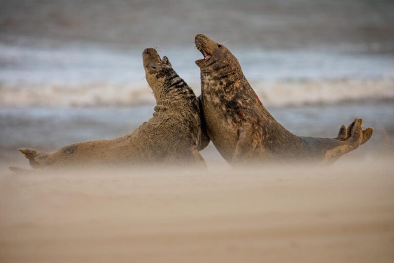 Visit Horsey Seals on the Norfolk Coast – A Guide